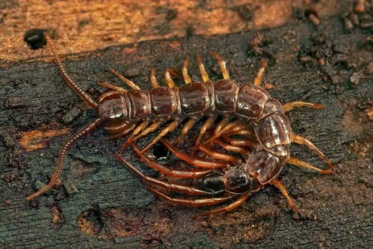 Signs of House Centipede Infestation - Titan Pest Services